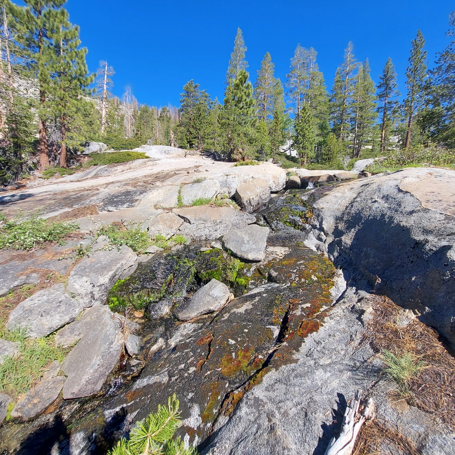 Spumoni Canyon in Yosemite - Spumoni The Cat
